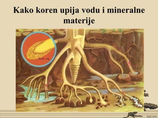 Koren | PPT
