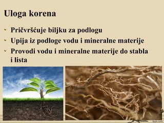 Koren | PPT