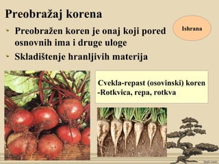 Koren | PPT