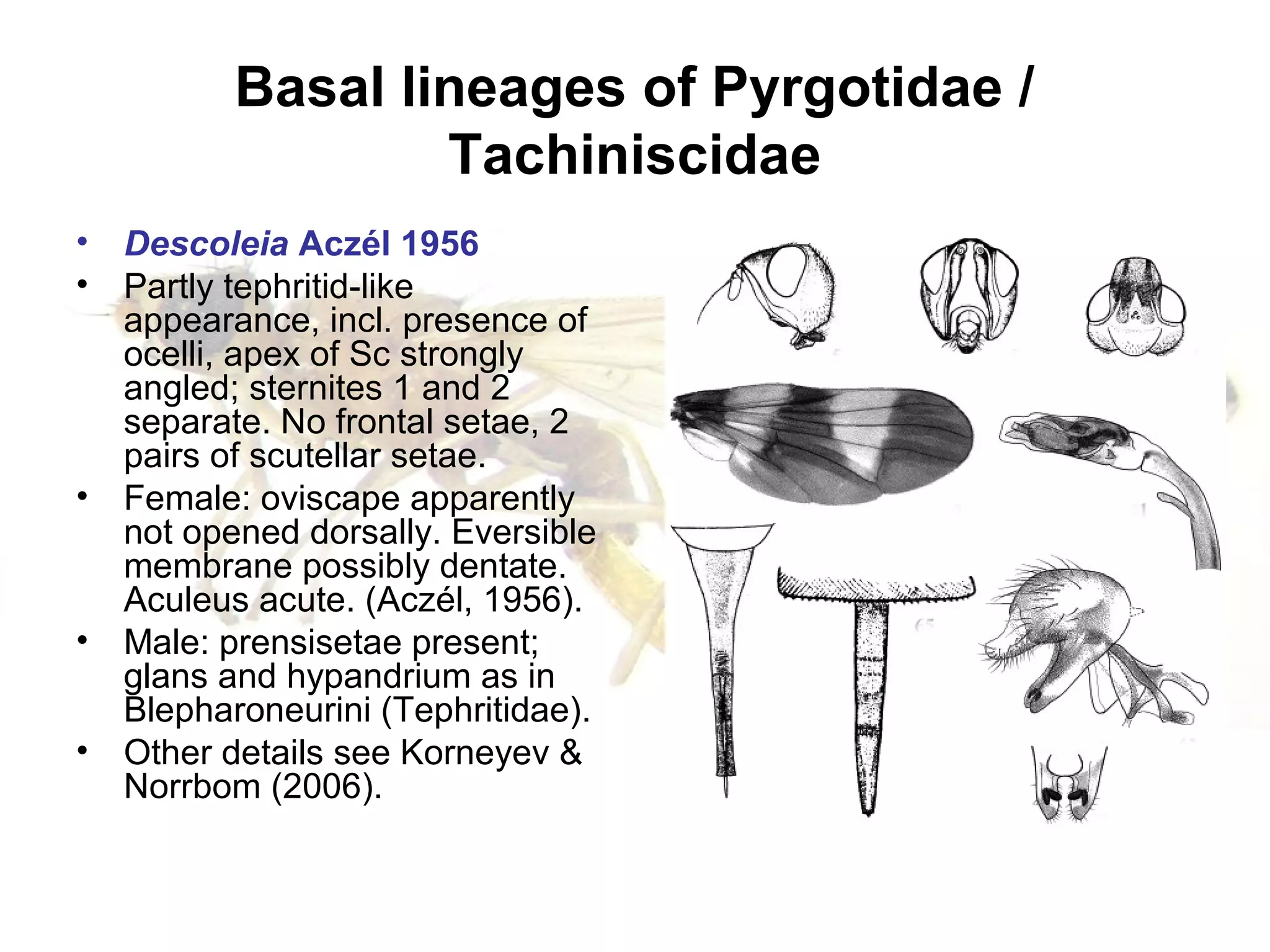 “Parasitic Fruit Flies”: Pyrgotidae, Ctenostylidae, Tachiniscidae | PPT