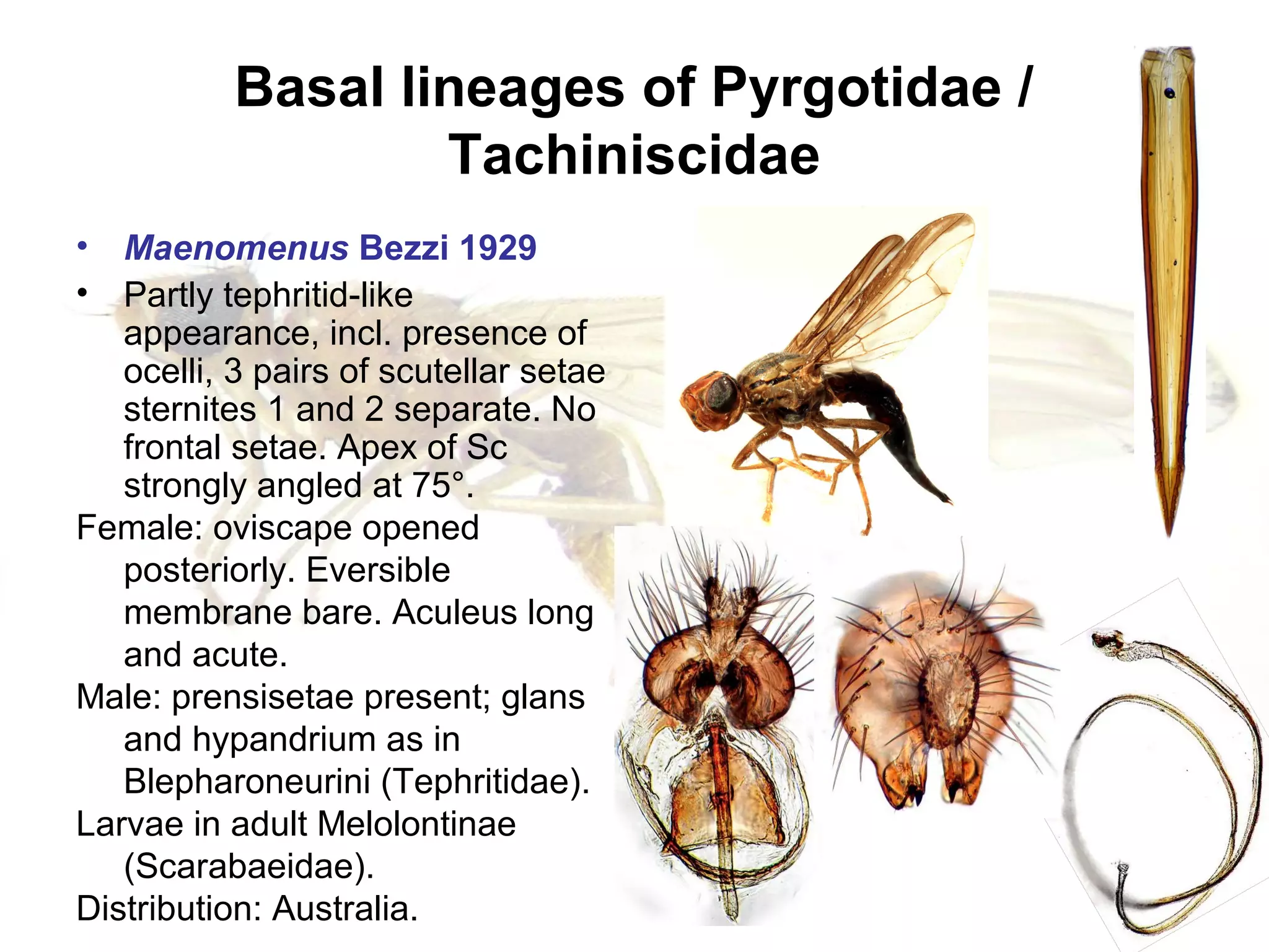 “Parasitic Fruit Flies”: Pyrgotidae, Ctenostylidae, Tachiniscidae | PPT