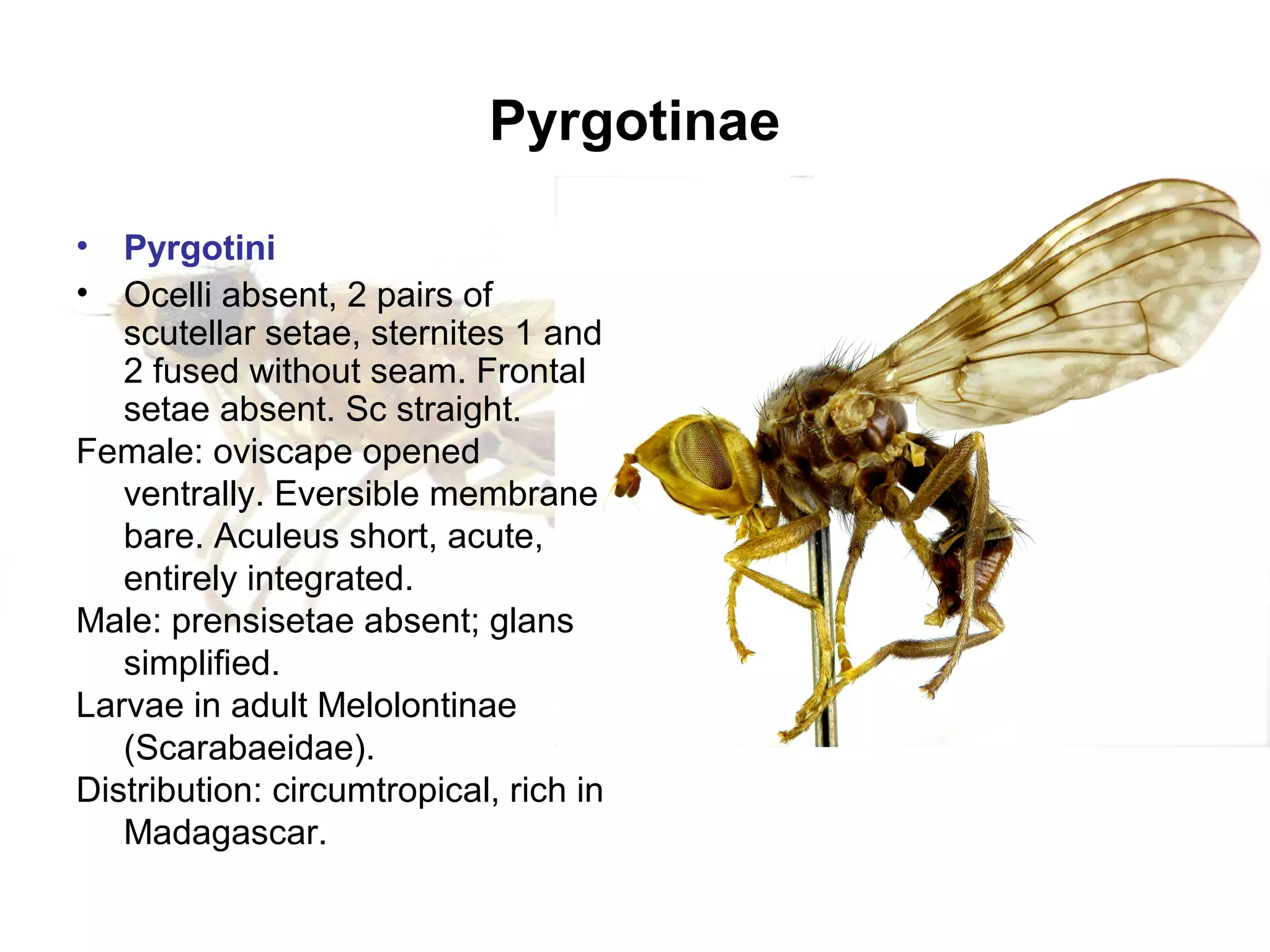 “Parasitic Fruit Flies”: Pyrgotidae, Ctenostylidae, Tachiniscidae | PPT