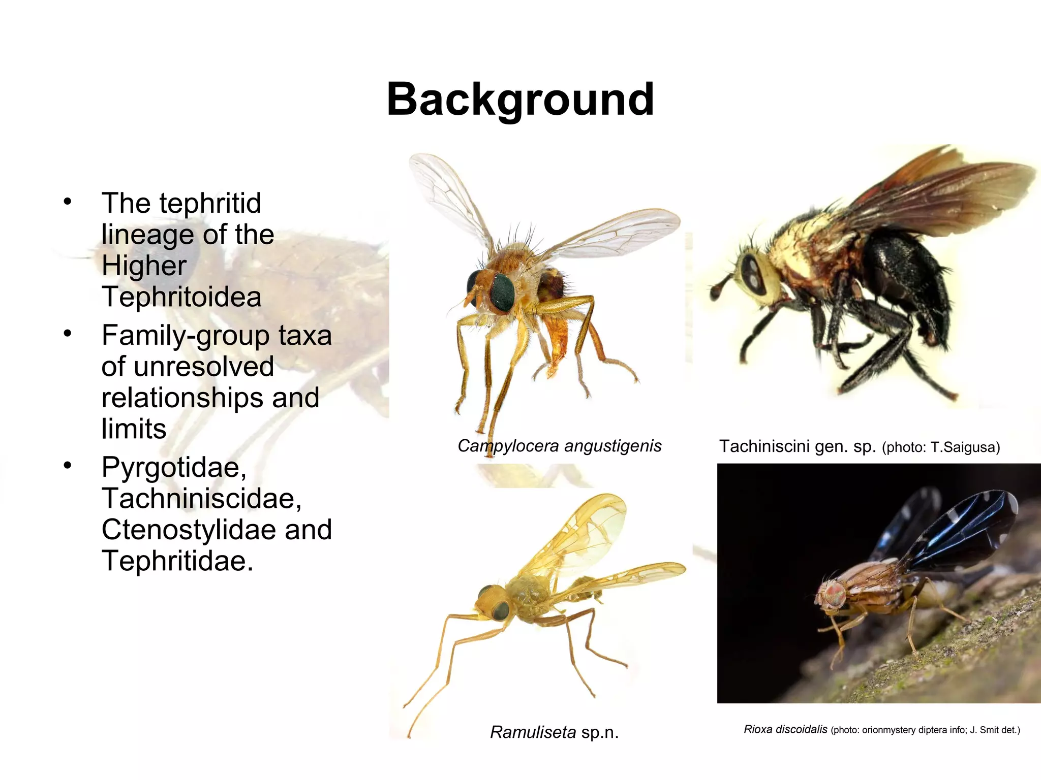“Parasitic Fruit Flies”: Pyrgotidae, Ctenostylidae, Tachiniscidae | PPT