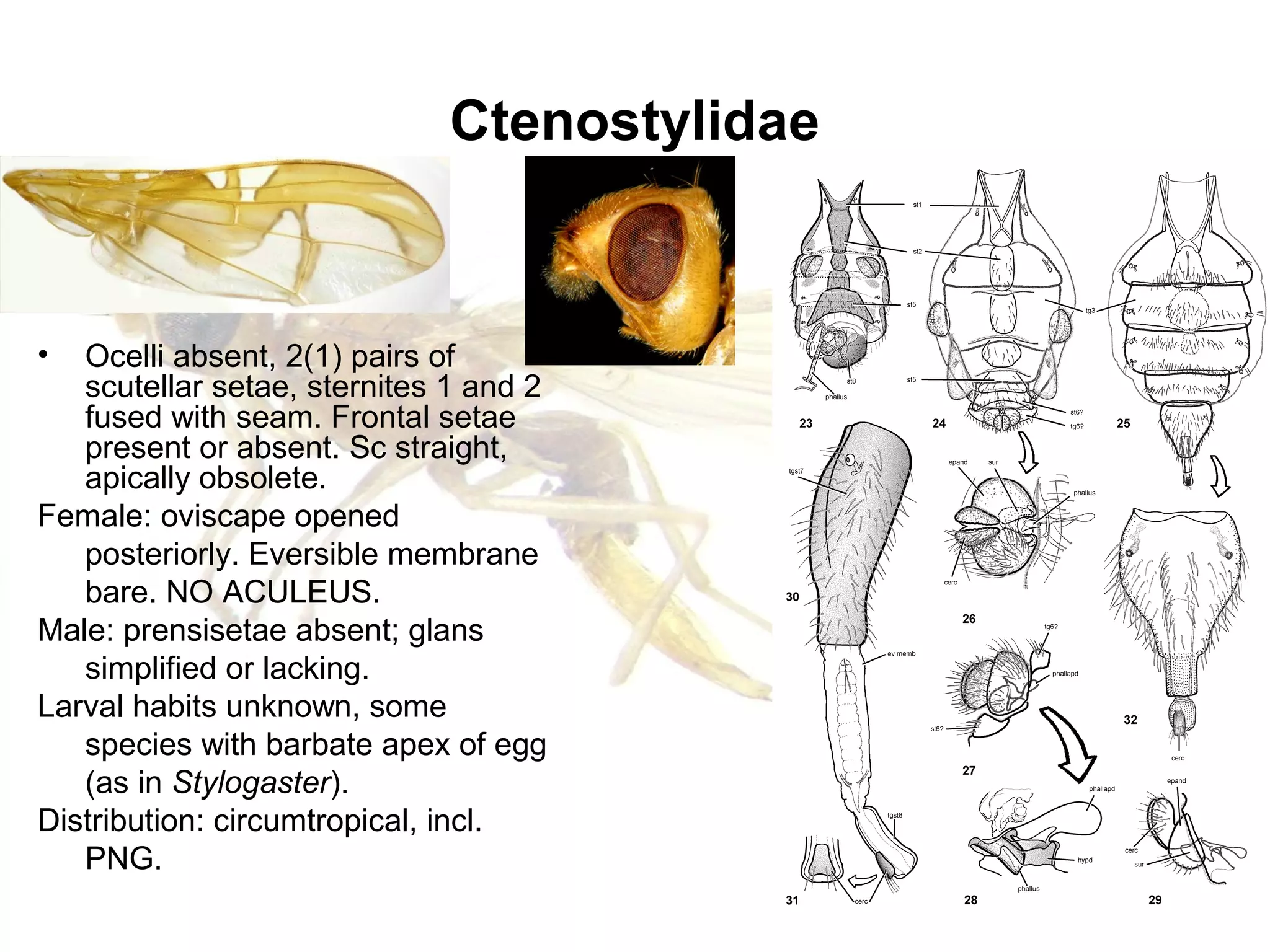 “Parasitic Fruit Flies”: Pyrgotidae, Ctenostylidae, Tachiniscidae | PPT