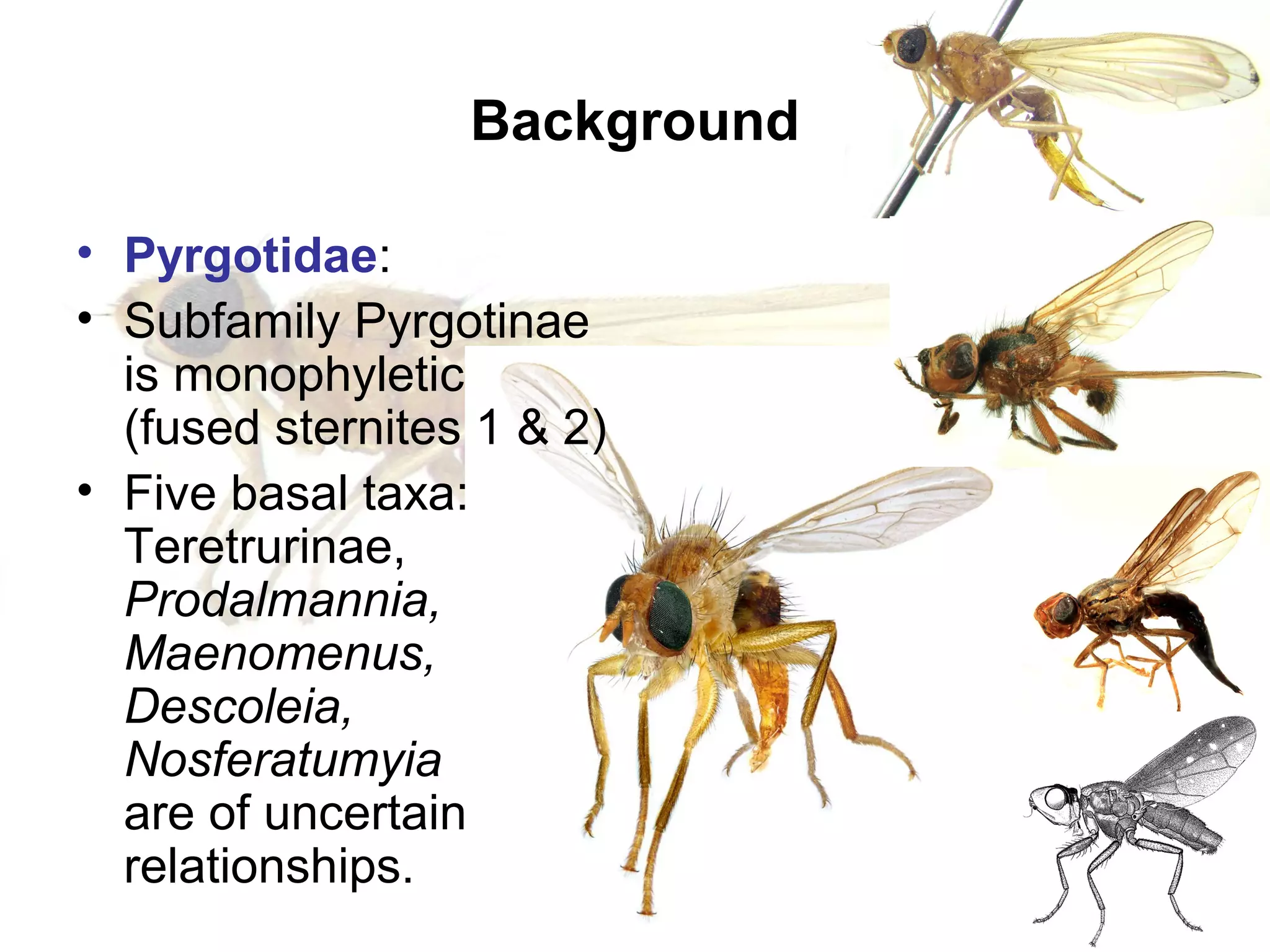 “Parasitic Fruit Flies”: Pyrgotidae, Ctenostylidae, Tachiniscidae | PPT