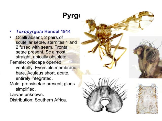 “Parasitic Fruit Flies”: Pyrgotidae, Ctenostylidae, Tachiniscidae | PPT ...