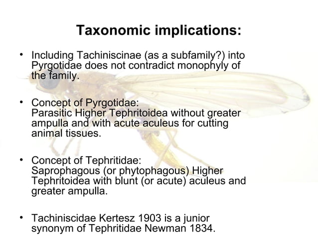 “Parasitic Fruit Flies”: Pyrgotidae, Ctenostylidae, Tachiniscidae | PPT ...