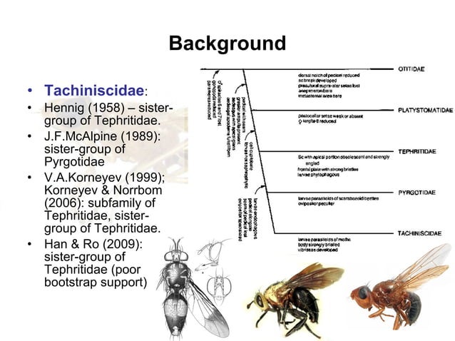 “Parasitic Fruit Flies”: Pyrgotidae, Ctenostylidae, Tachiniscidae | PPT ...
