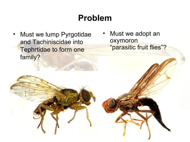“Parasitic Fruit Flies”: Pyrgotidae, Ctenostylidae, Tachiniscidae | PPT ...