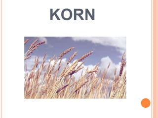 Korn pp | PPT