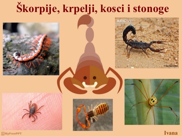 Škorpije, krpelji, kosci, stonoge