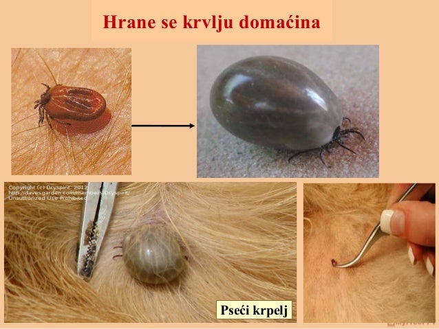 Škorpije, krpelji, kosci, stonoge