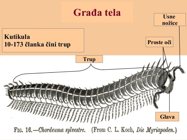 Škorpije, krpelji, kosci, stonoge