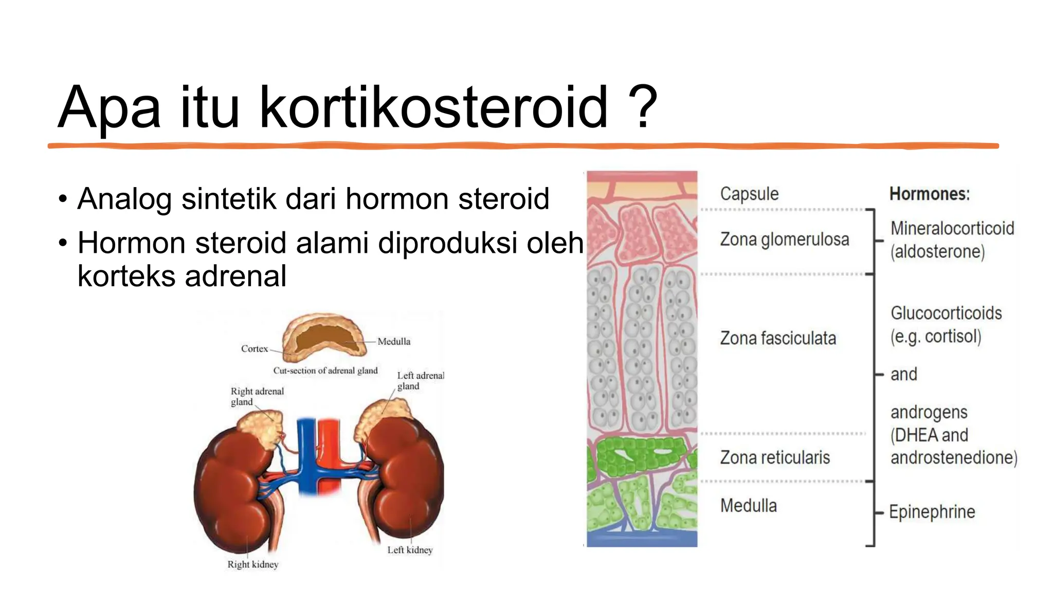 Penggunaan Kortikosteroid dalam Kehidupan Sehari | PPTX
