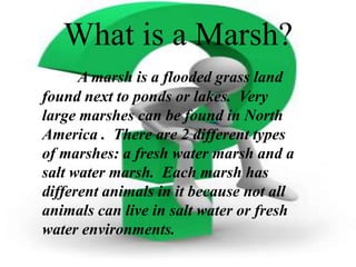 Kory's Project: Marshes | PPT