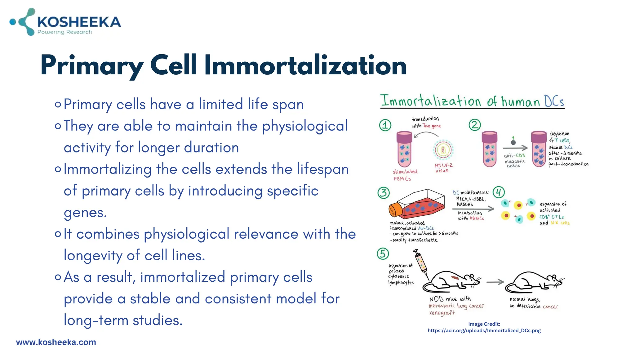 Use of Primary Cells in Cell Culture and Drug Discovery | PPTX