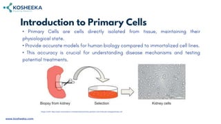 Use of Primary Cells in Cell Culture and Drug Discovery | PPTX