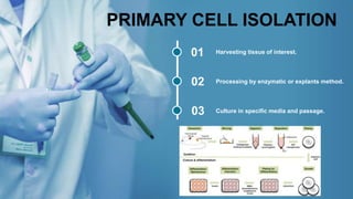 KOSHEEKA PRIMARY CELLS : PHYSIOLOGICAL MODELS OF RELEVANCE | PPT