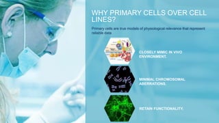 KOSHEEKA PRIMARY CELLS : PHYSIOLOGICAL MODELS OF RELEVANCE | PPT
