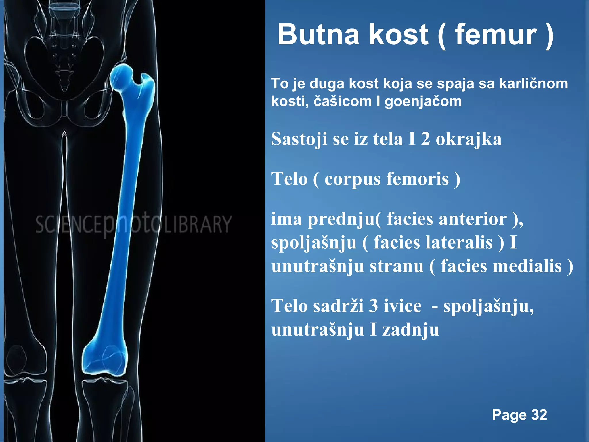 Kosti donjih ekstremiteta | PPT