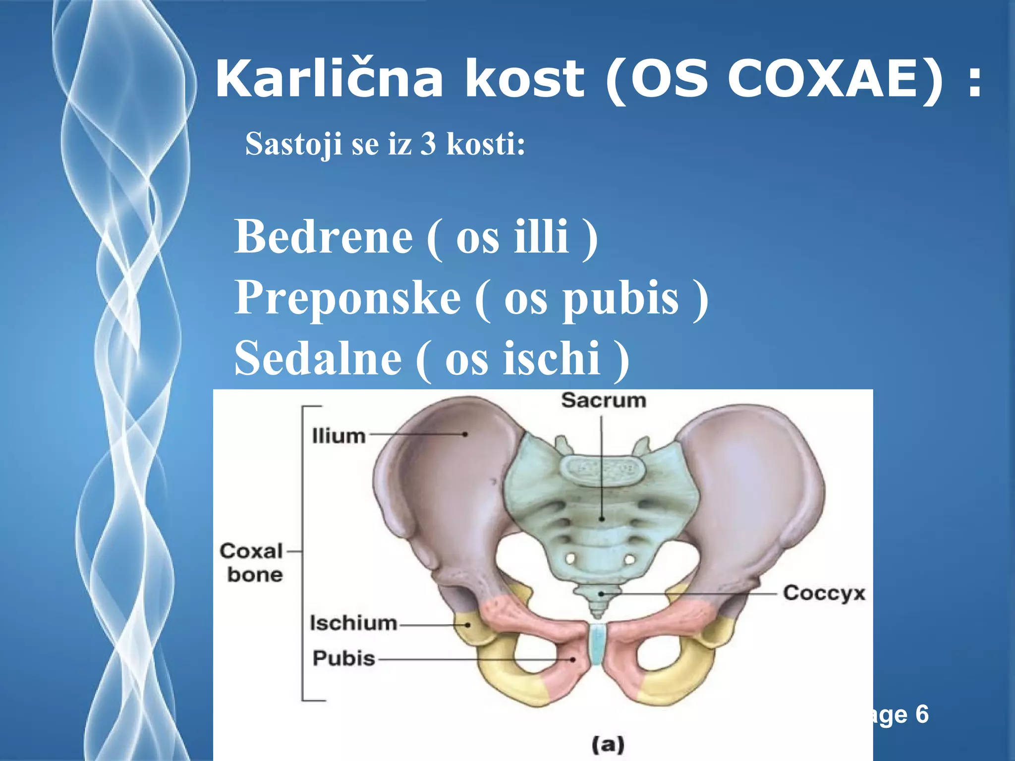 Kosti donjih ekstremiteta | PPT