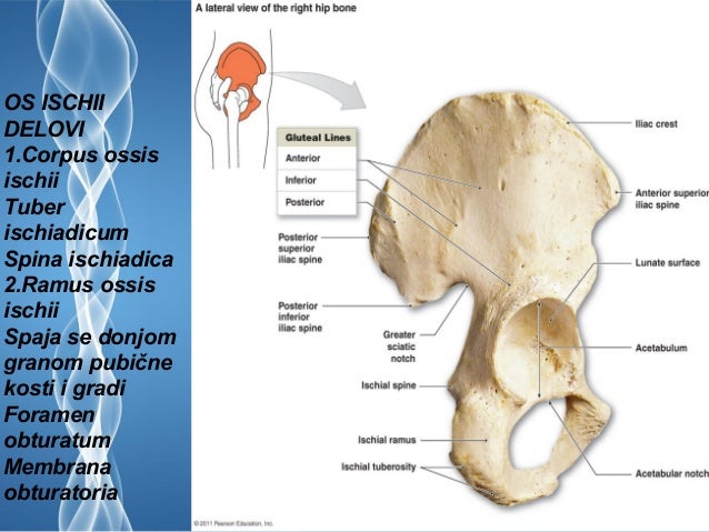 Kosti donjih ekstremiteta