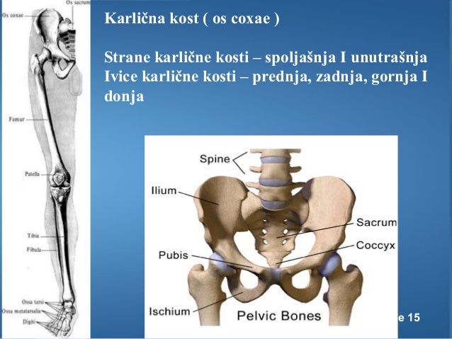 Kosti donjih ekstremiteta