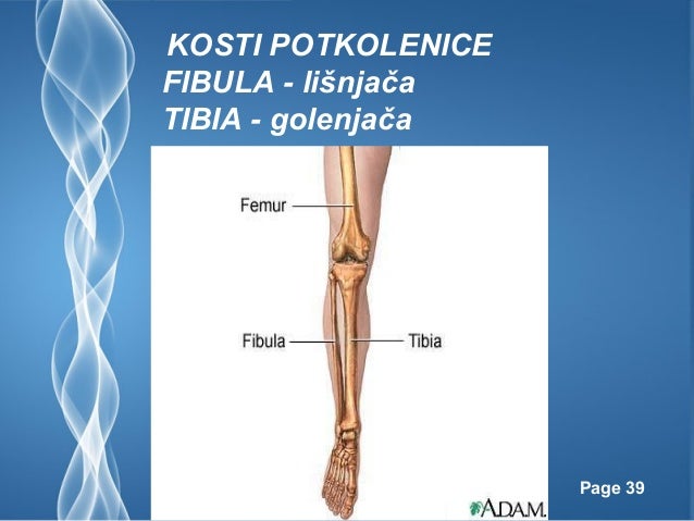 Kosti donjih ekstremiteta