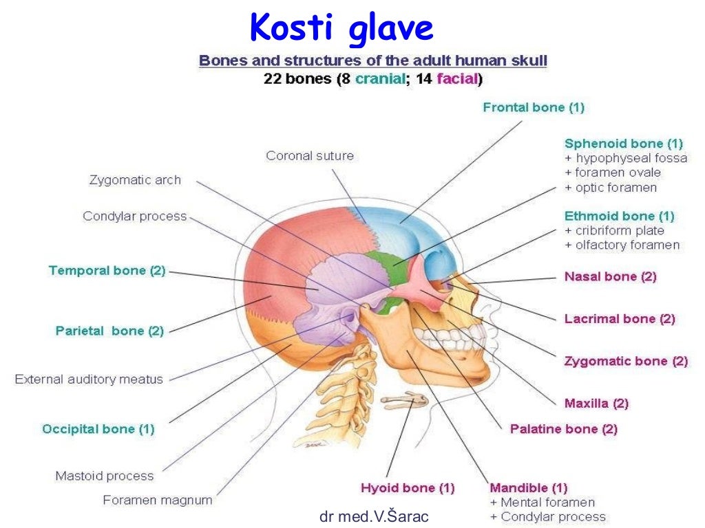 Kosti glave