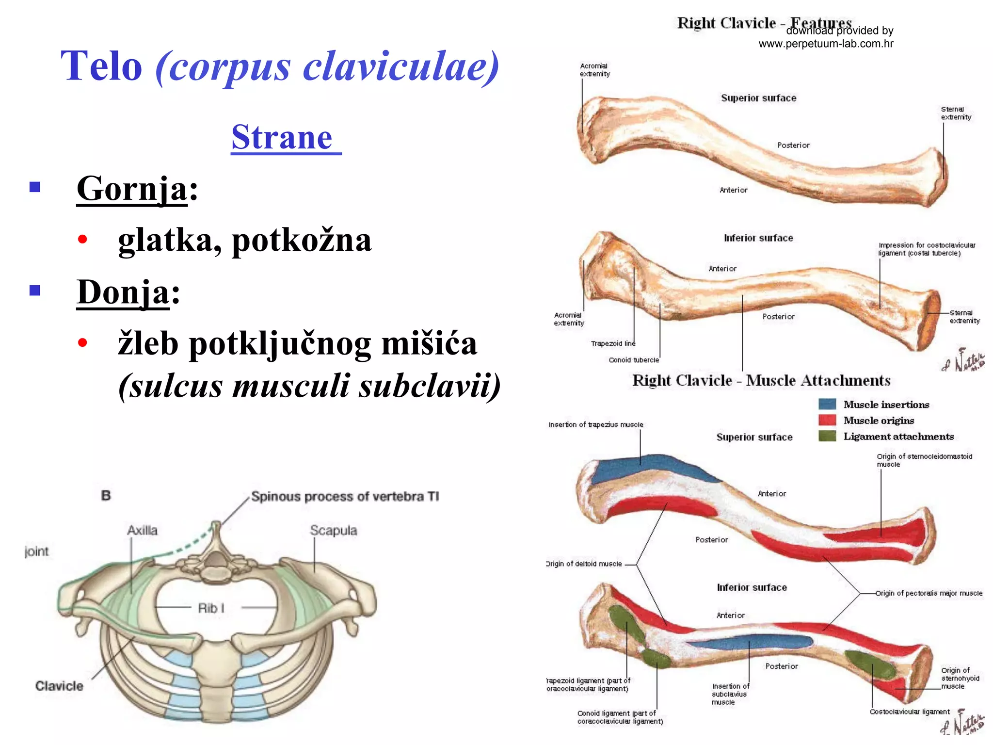 Kosti ruke | PDF