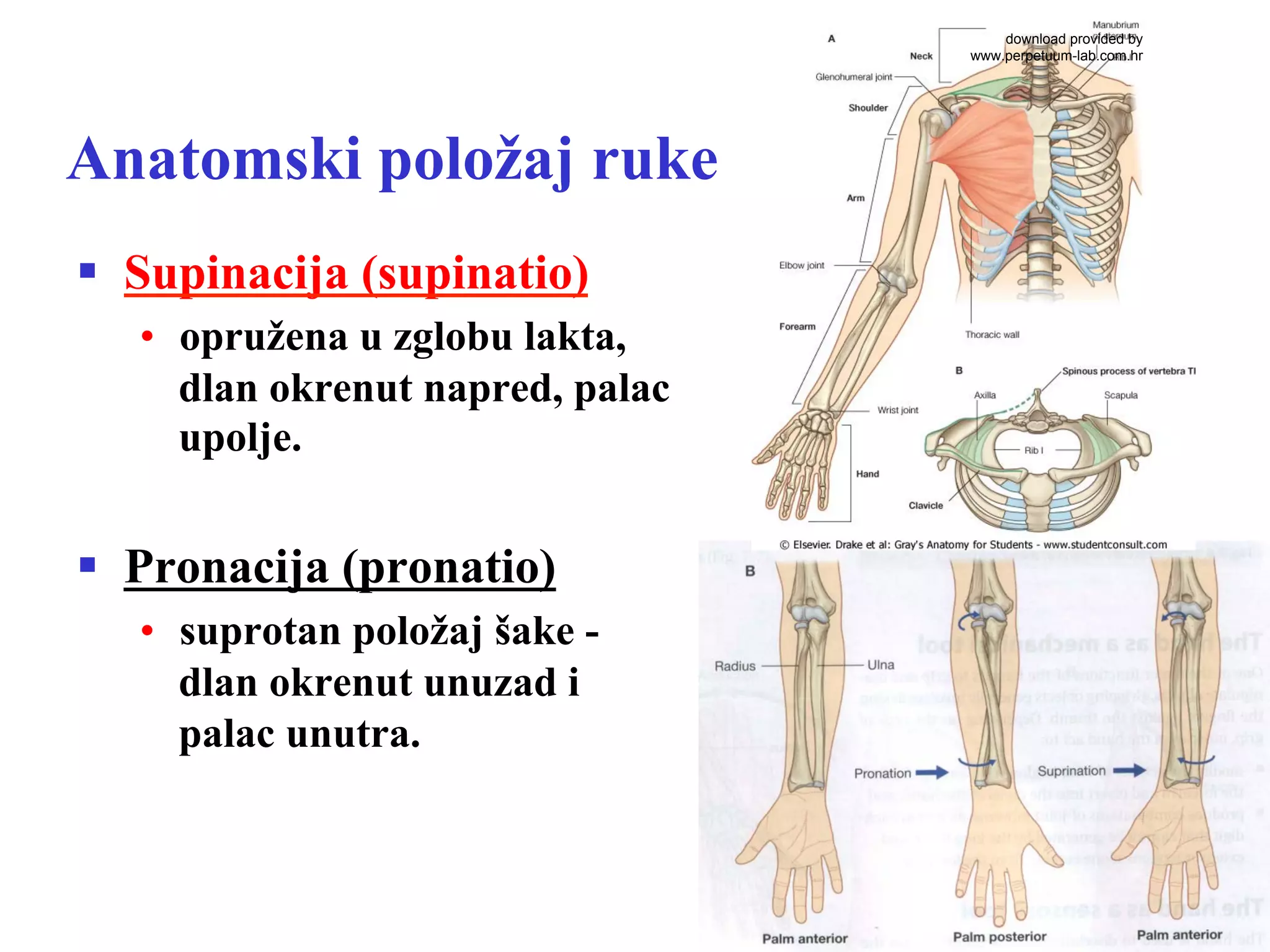 Kosti ruke | PDF