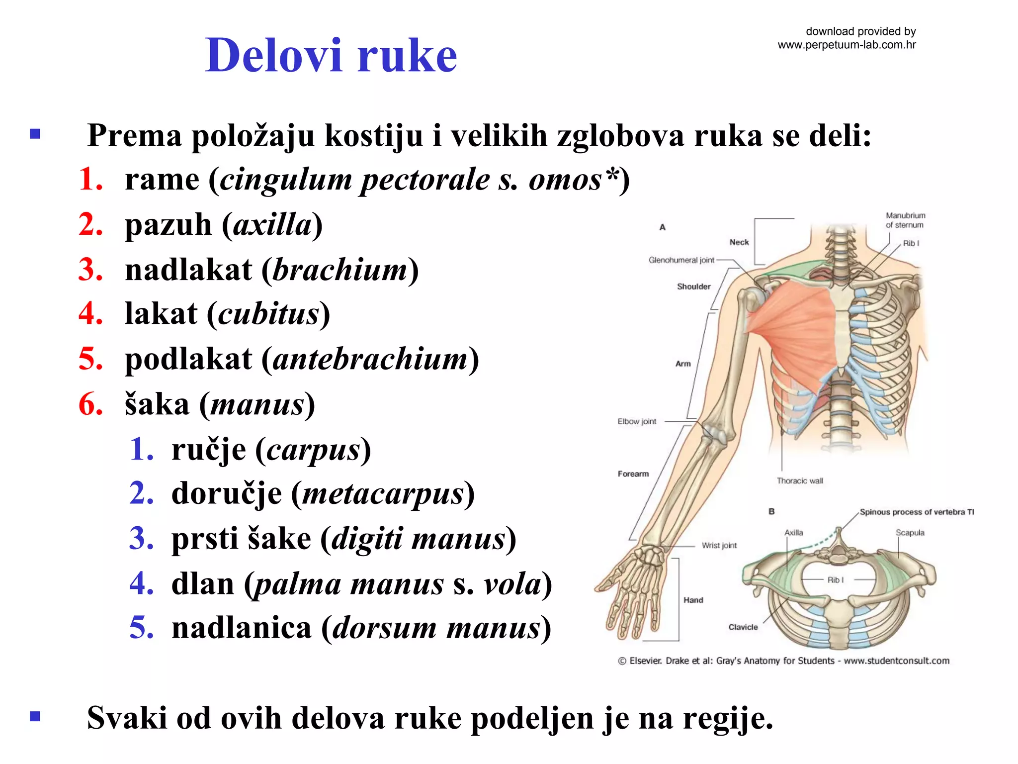 Kosti ruke | PDF