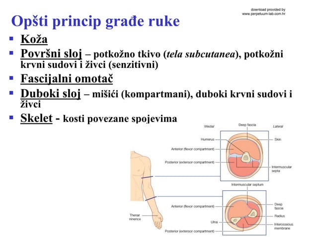 Kosti ruke | PDF