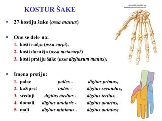 Kosti ruke | PPT