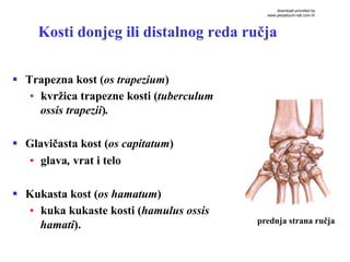 Kosti ruke | PPT