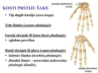 Kosti ruke | PPT