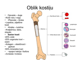 Koštani sistem | PPT