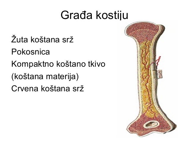 Koštani sistem