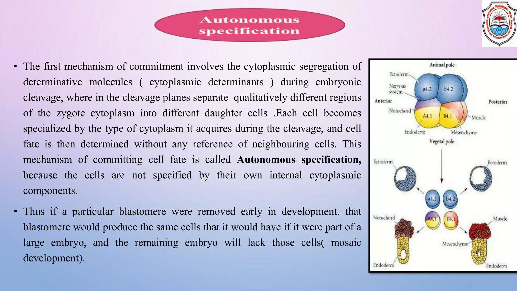 cell commitment and differentiation, stem cell,types of differentiation ...