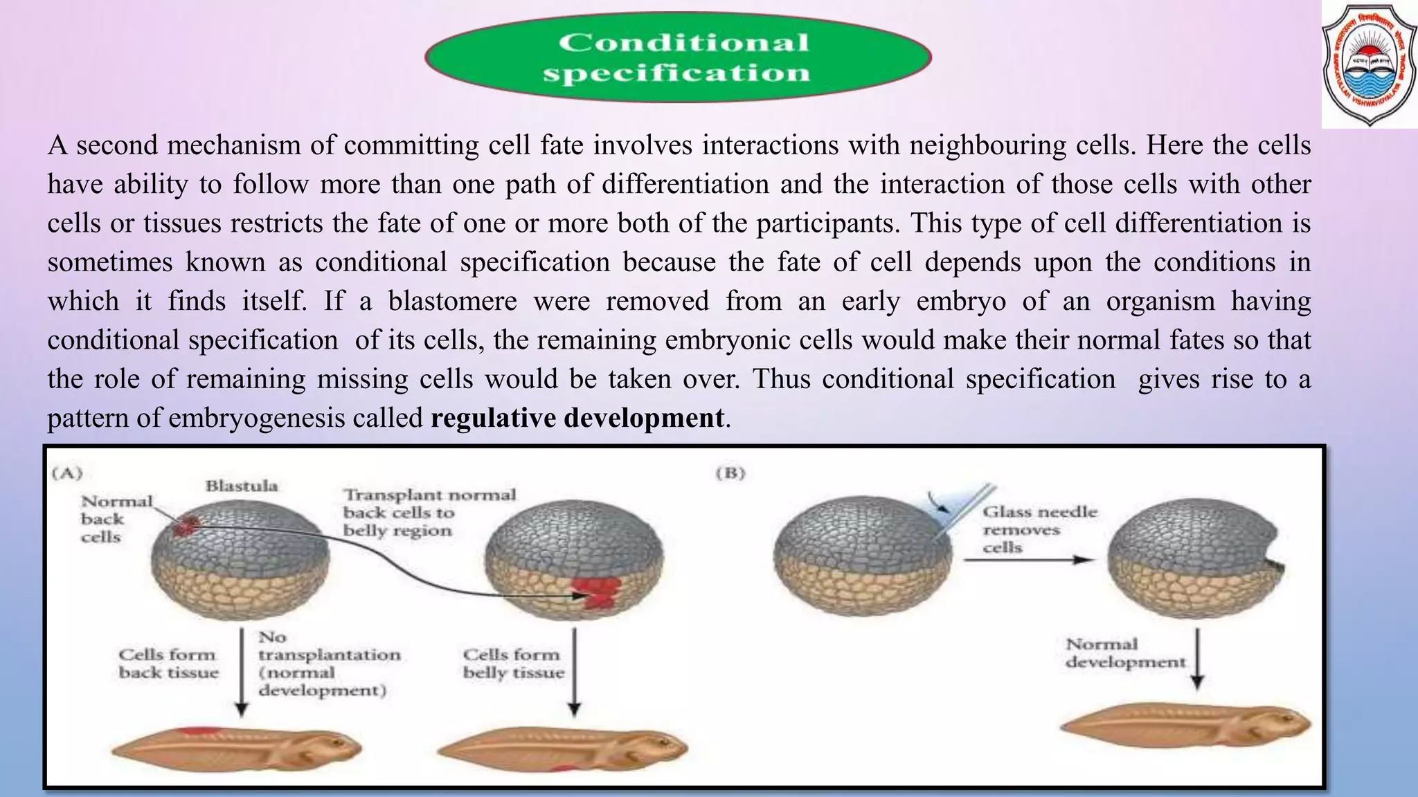 cell commitment and differentiation, stem cell,types of differentiation ...