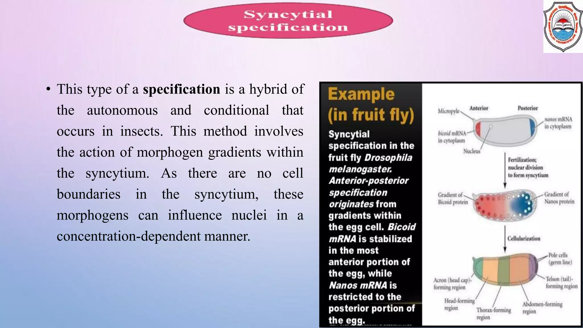 cell commitment and differentiation, stem cell,types of differentiation ...