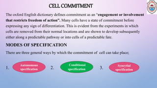 cell commitment and differentiation, stem cell,types of differentiation ...
