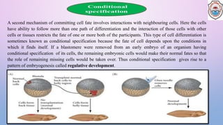 cell commitment and differentiation, stem cell,types of differentiation | PPTX