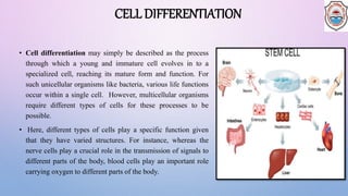 cell commitment and differentiation, stem cell,types of differentiation ...