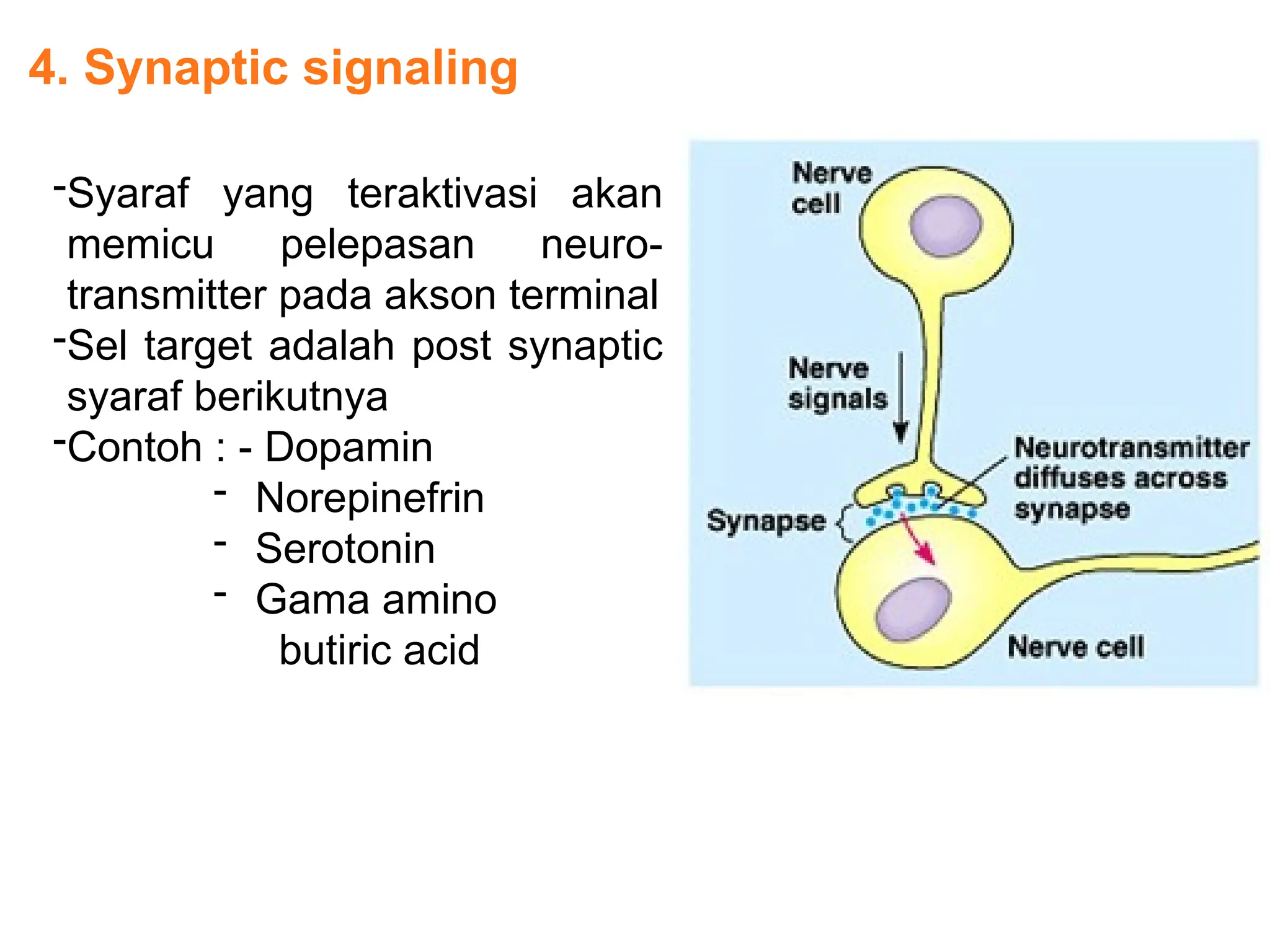Komunikasi antar sel dalam tubuh manusia | PPTX