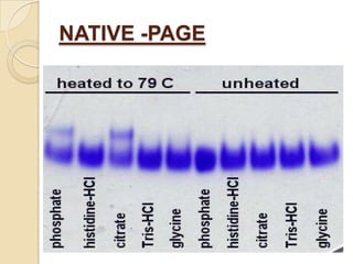 Koushik page electrophoresis | PPT
