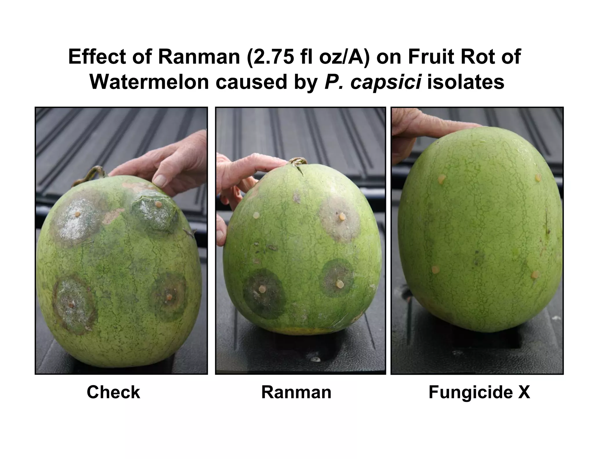 Kousik Fighting Phytophthora 08 | PDF