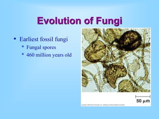 KOUSIK_GHOSHEVOLUTION-FUNGI2020-04-05EVOLUTION-FUNGI.ppt