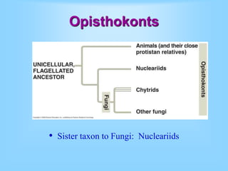 KOUSIK_GHOSHEVOLUTION-FUNGI2020-04-05EVOLUTION-FUNGI.ppt
