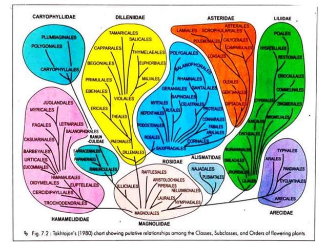 KOUSIK_GHOSHTakhtajans System of Classification2020-04-05Takhtajans ...